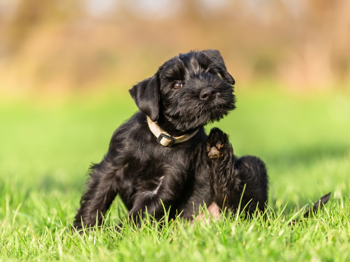 Jak zbavit psa blech: jak je poznat a babské rady
